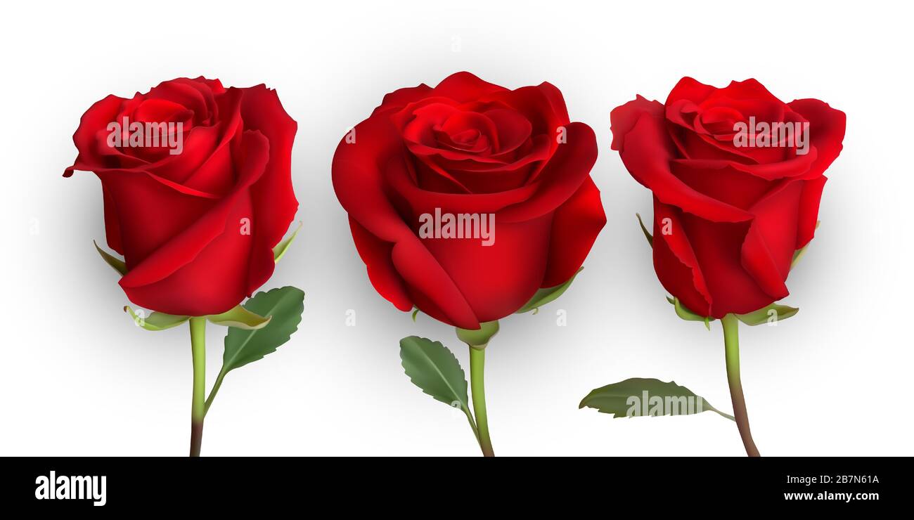realistic rose design isolated on background, vector illustration Stock ...