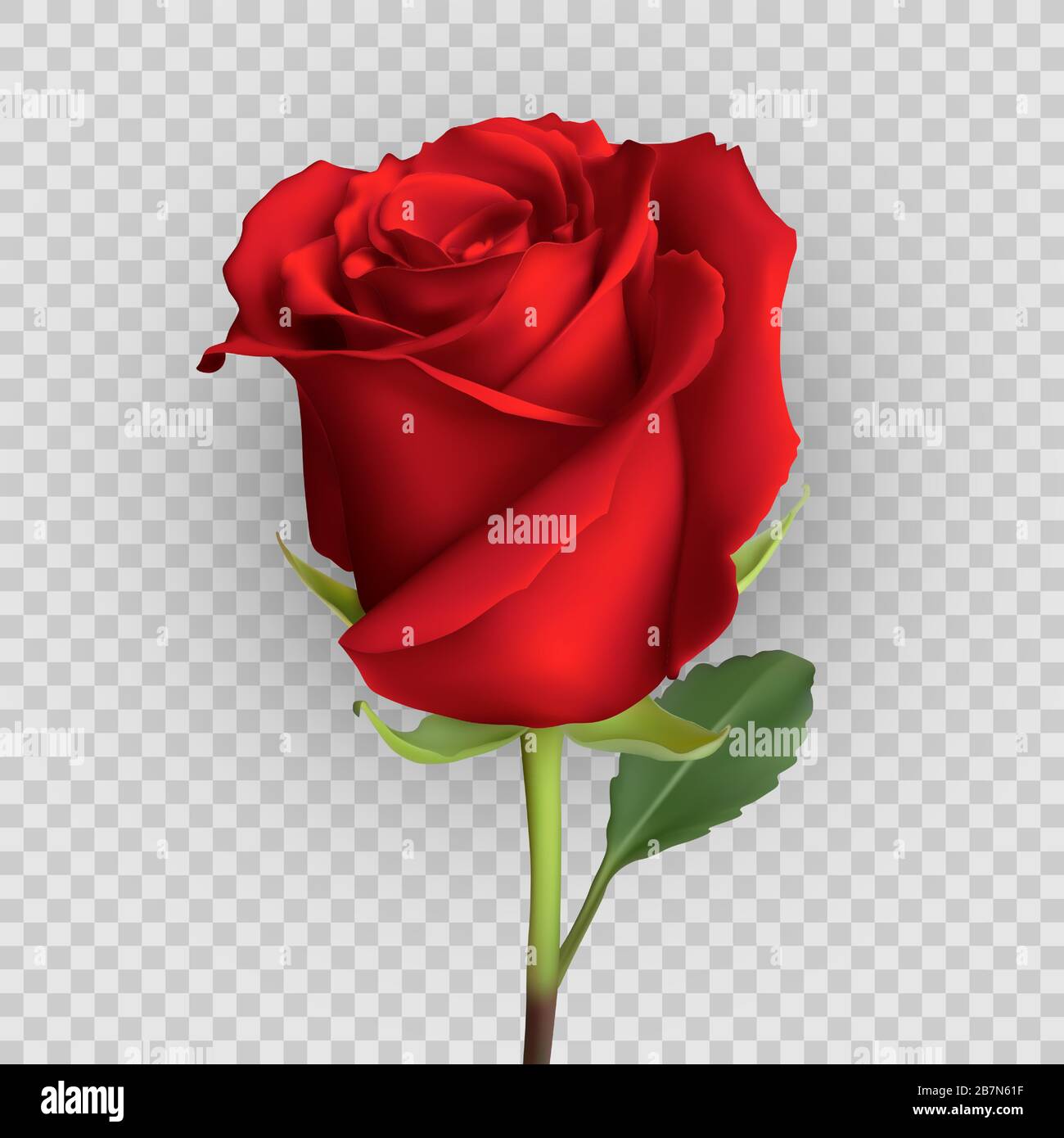 realistic rose design isolated on background, vector illustration Stock ...