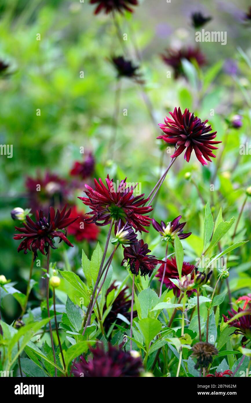 Dark maroon flowers hi-res stock photography and images - Alamy