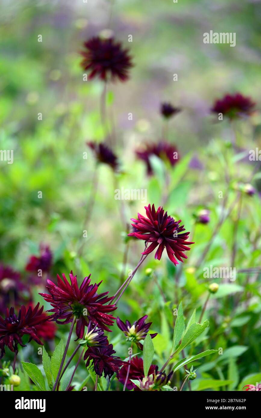 Dahlia nuit dete cactus dark hi-res stock photography and images - Alamy