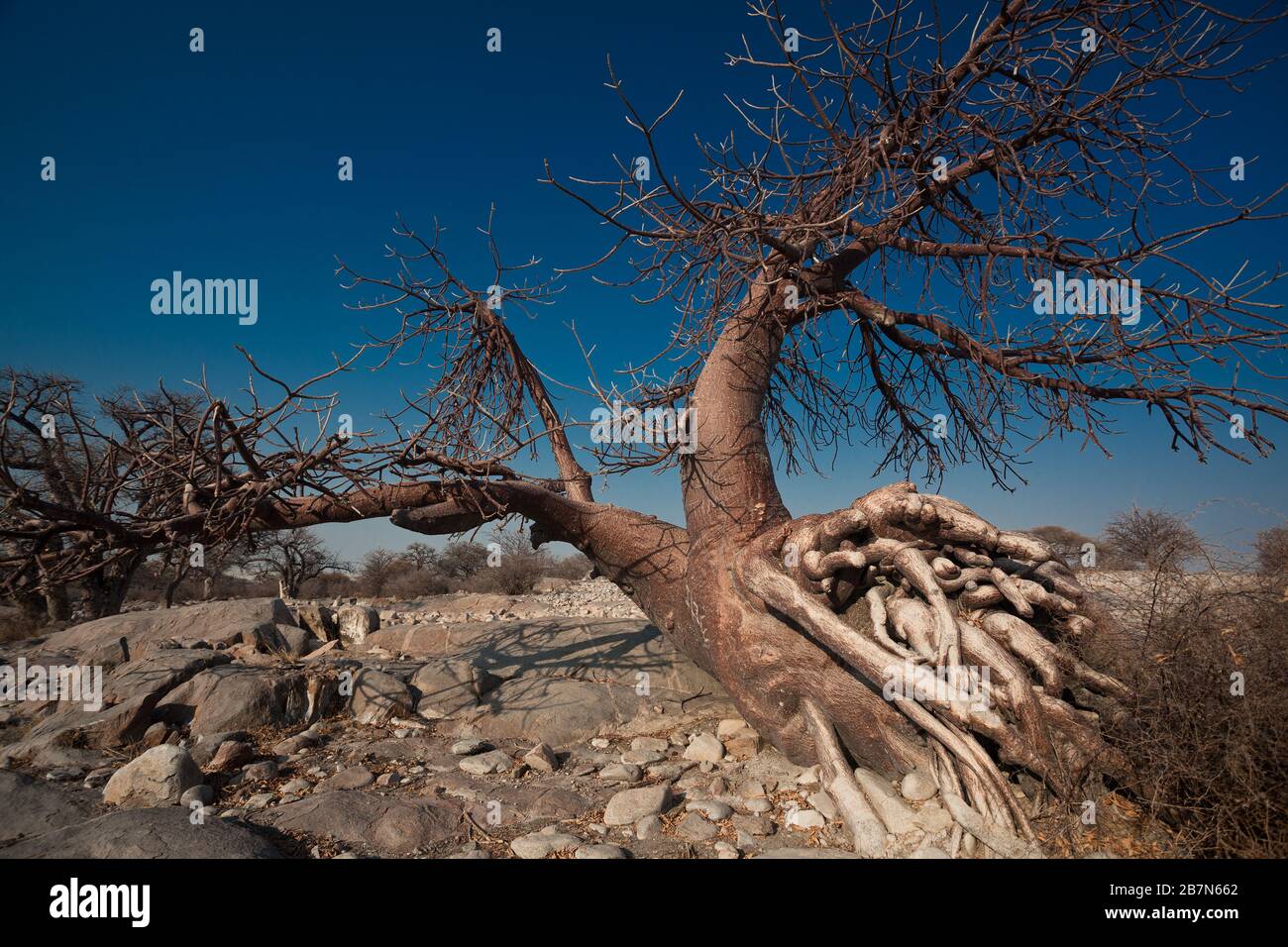 Bizarre trees on Kubu island against blue sky Stock Photo - Alamy