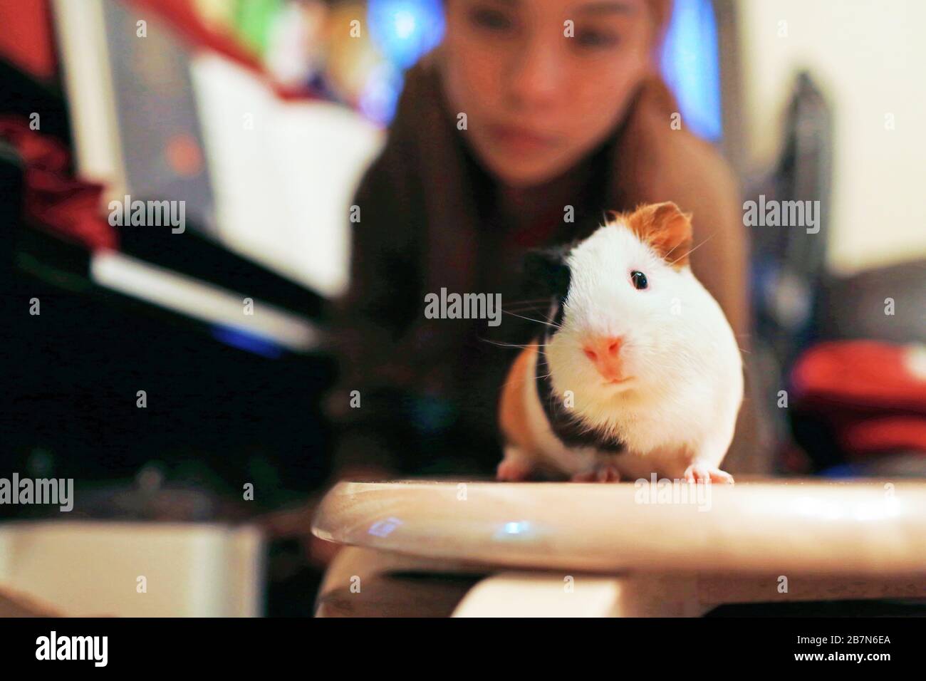 Fat guinea pig hi-res stock photography and images - Alamy