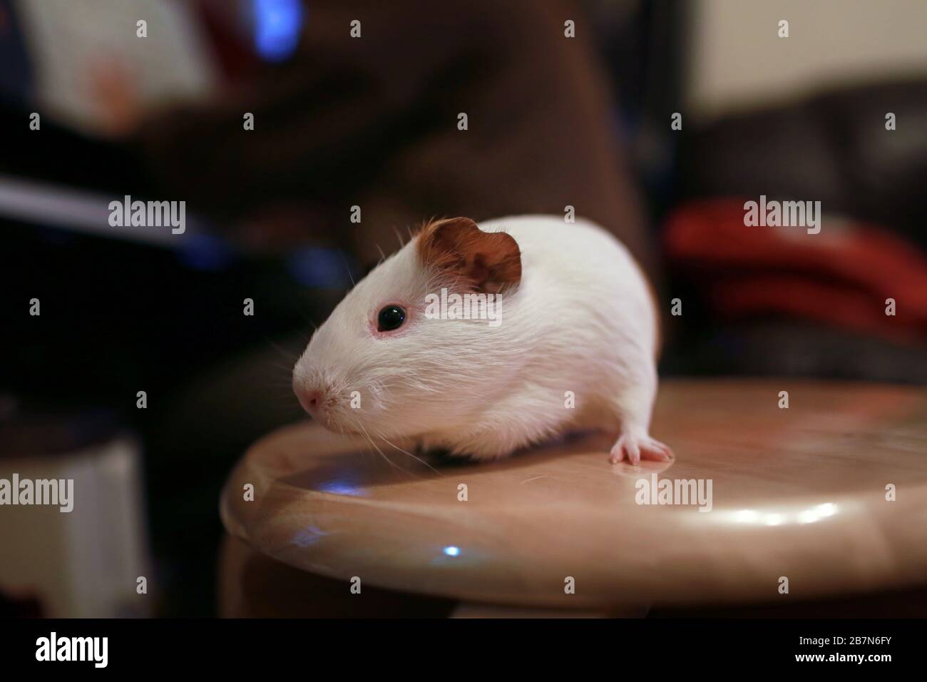 Fat guinea pig hi-res stock photography and images - Alamy