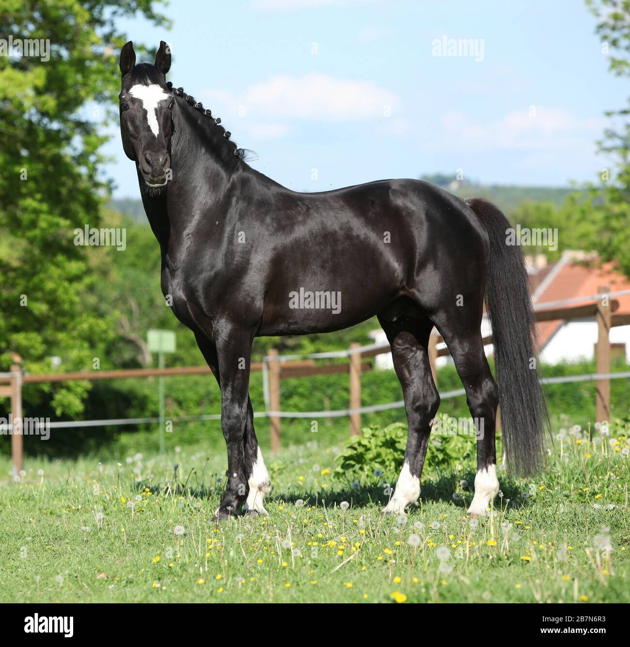 Beautiful kwpn (dutch warmblood) stallion standing on pasturage Stock ...