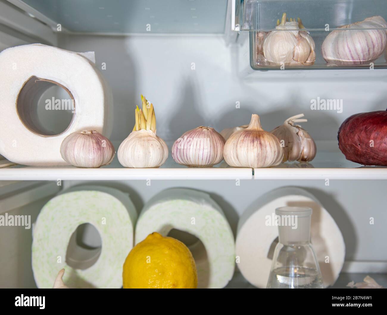 A Supply Of Toilet Paper Stored In The Refrigerator With Garlic a-supply-of-toilet-paper-stored-in-the-refrigerator-with-garlic