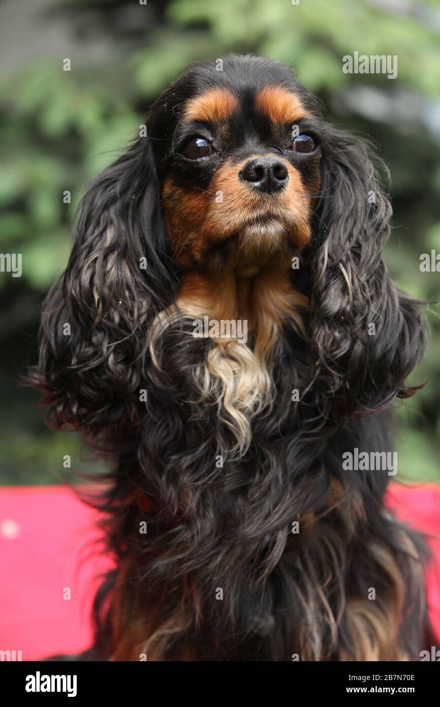 Beautiful Cavalier King Charles Spaniel sitting on red blanket Stock ...
