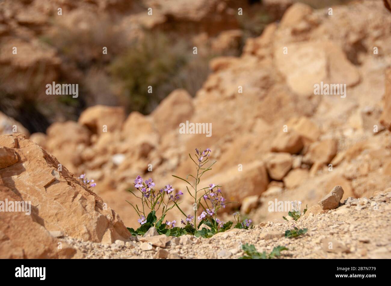 Life in the desert Stock Photo - Alamy