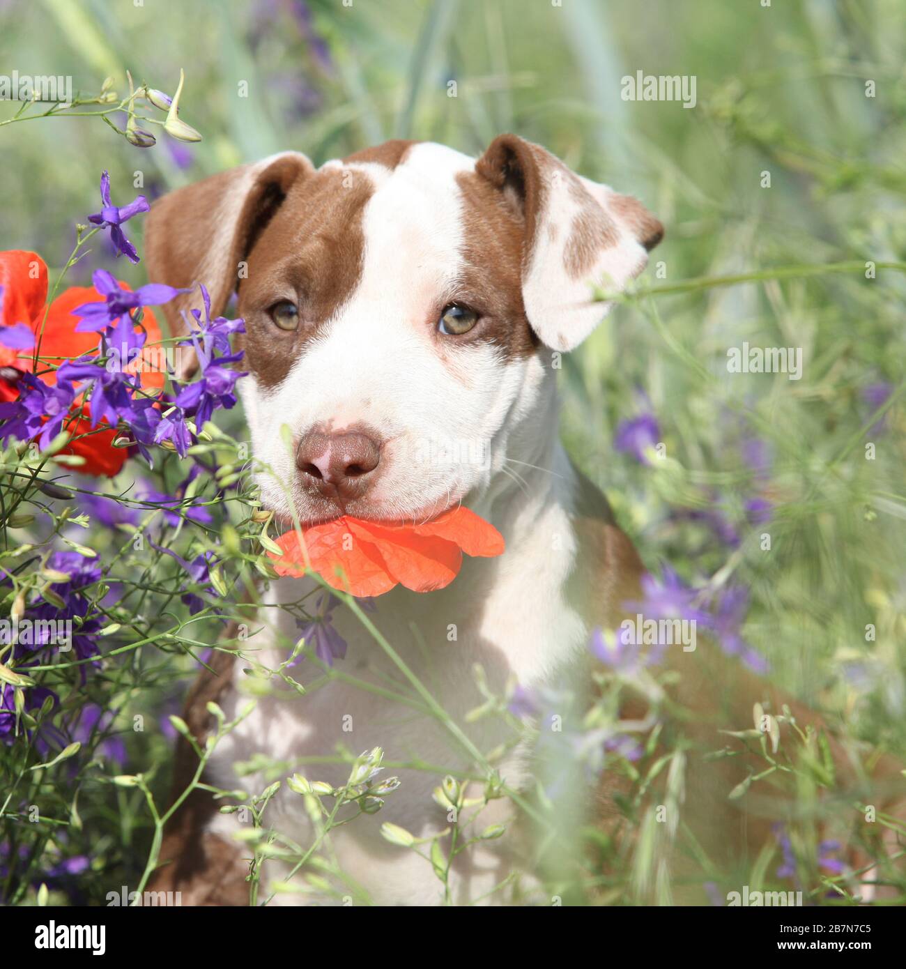 Amazing puppy of American Pit Bull Terrier sitting in flowers Stock ...