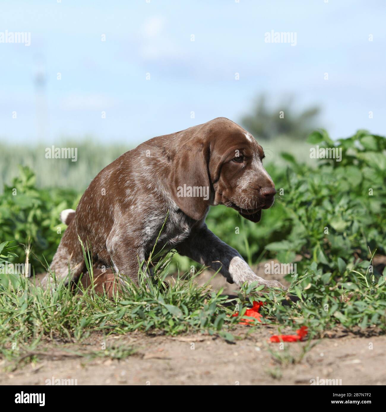 Moving in nature hi-res stock photography and images - Alamy