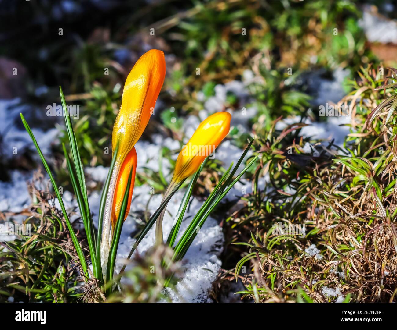 The first yellow crocuses from under the snow in the garden on a sunny ...
