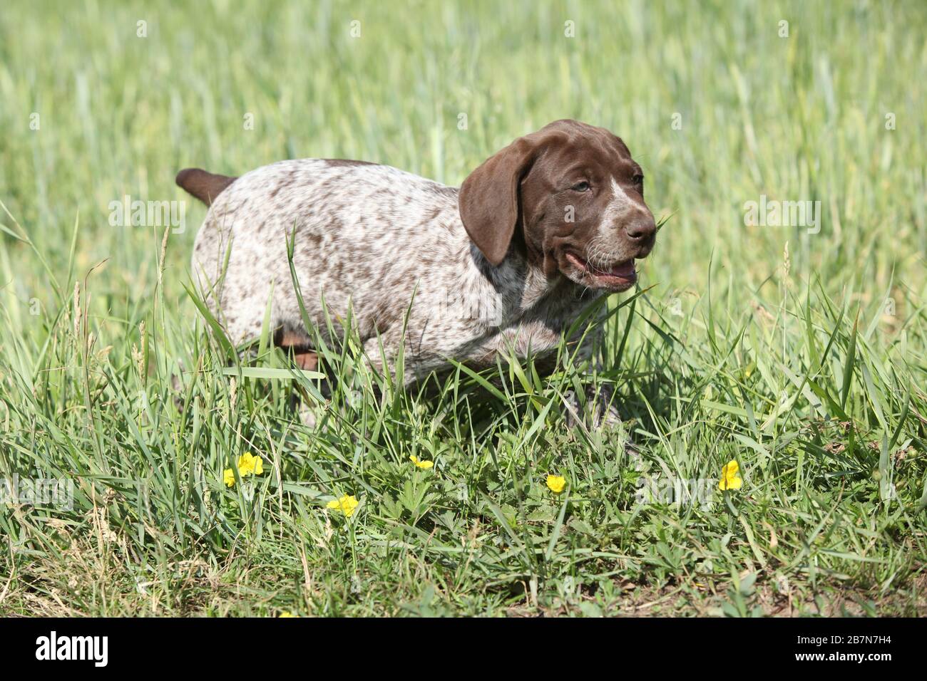 Puppy of German Shorthaired Pointer running in nature Stock Photo - Alamy