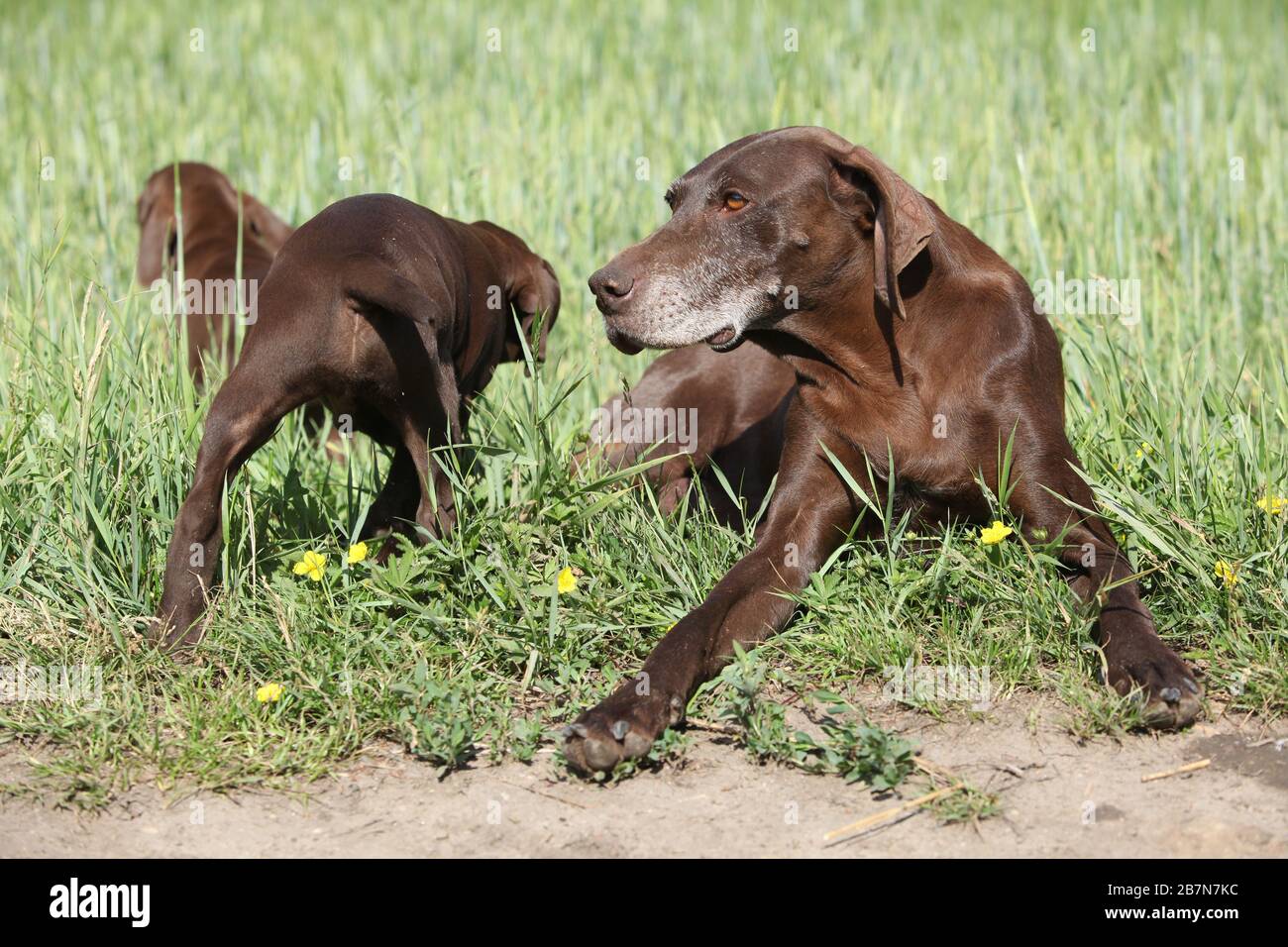 Beautiful German Shorthaired Pointer with puppies in nature Stock Photo ...