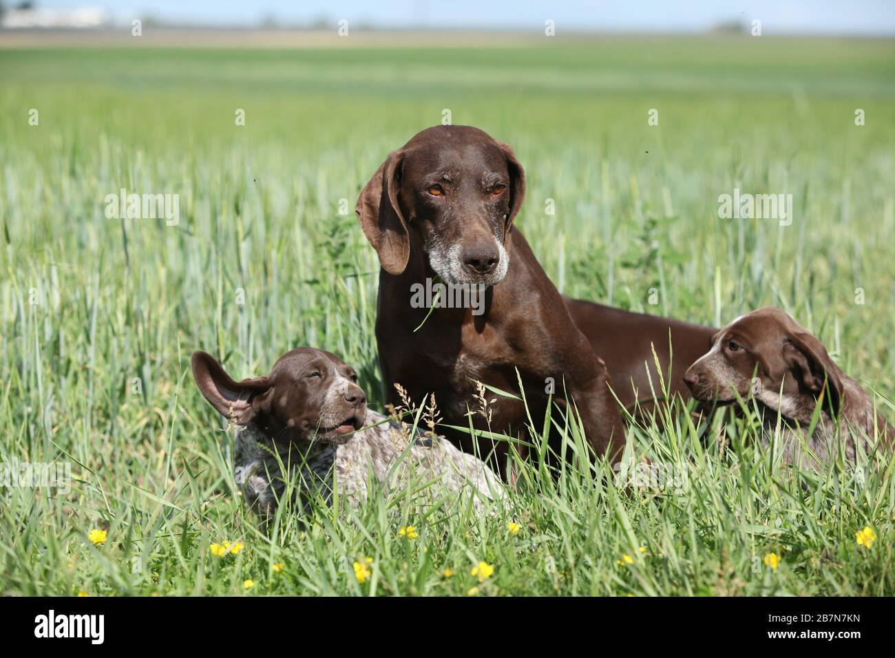 Beautiful German Shorthaired Pointer with puppies in nature Stock Photo ...