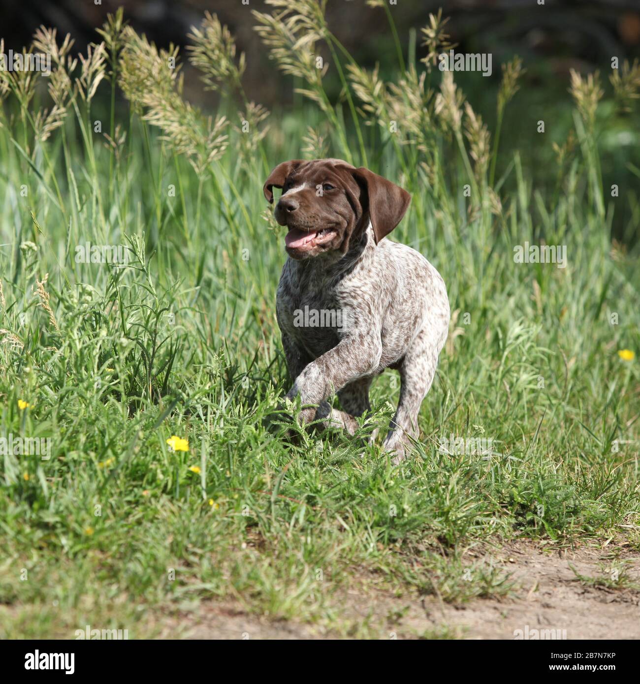 German shorthaired pointer running in hi-res stock photography and ...