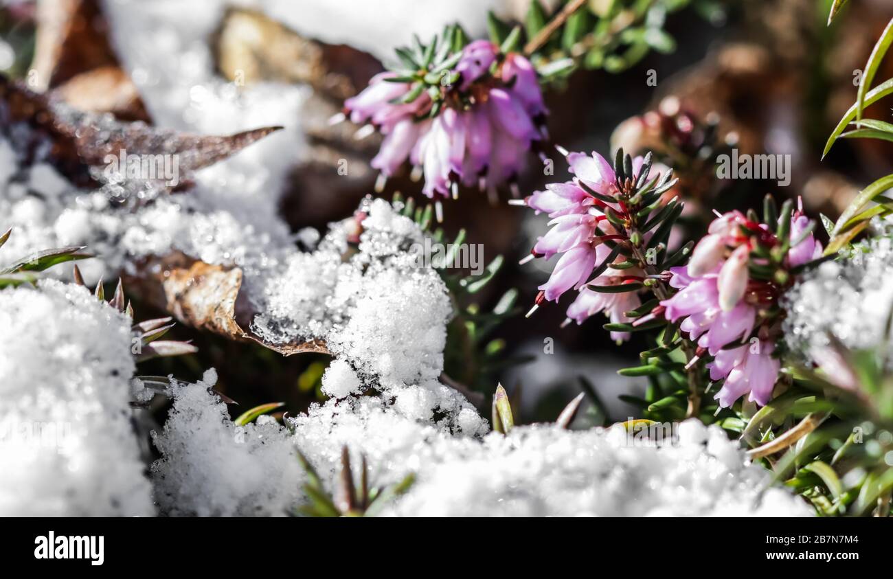 Blooming pink Erica carnea flowers (Winter Heath) and snow in the ...