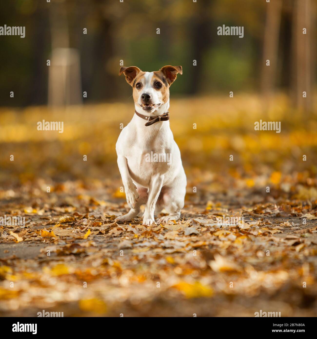 Gorgeous jack russell terrier sitting in yellow leaves alone Stock ...