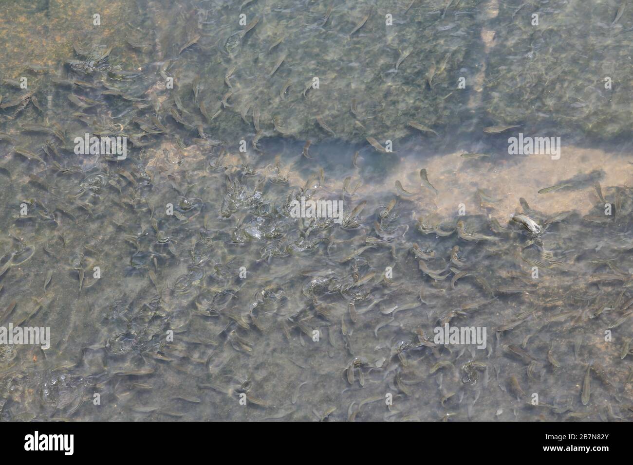 life never stop; crowd of fish in the river Stock Photo - Alamy