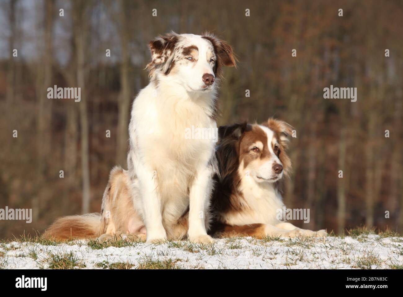 Two resting shepherds hi-res stock photography and images - Alamy