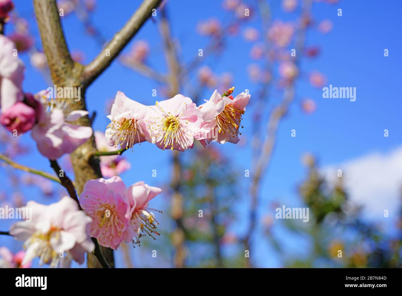 Pink flower blooms of the Japanese ume apricot tree, prunus mume Stock ...