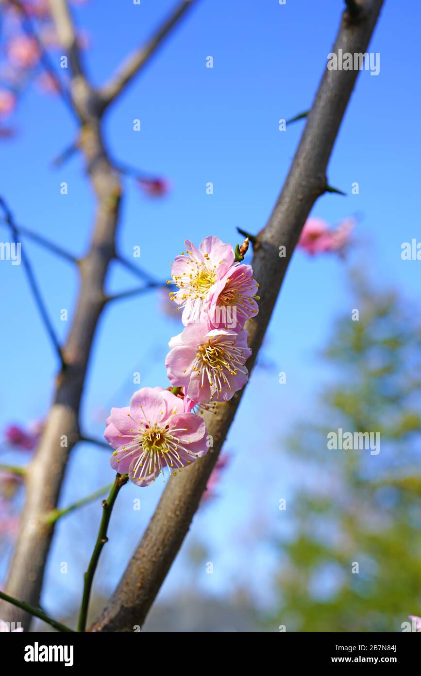 Pink flower blooms of the Japanese ume apricot tree, prunus mume Stock ...