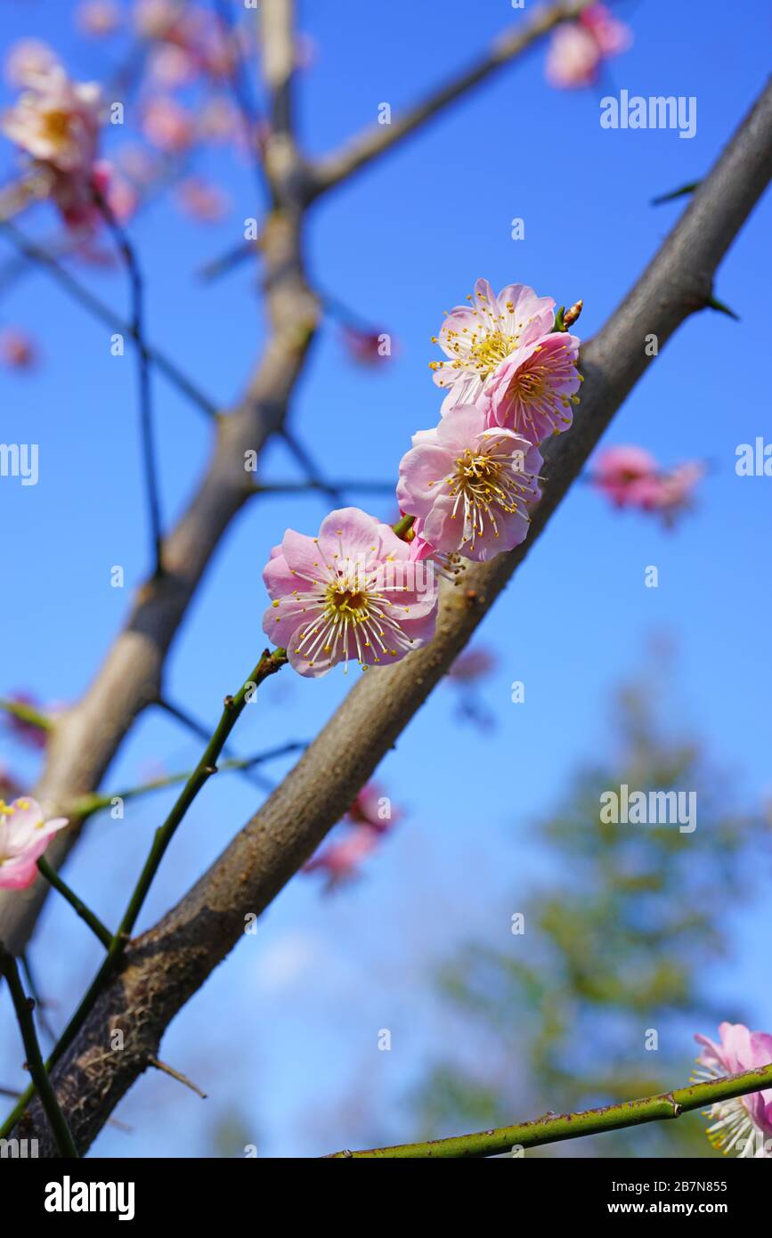 Pink flower blooms of the Japanese ume apricot tree, prunus mume Stock ...
