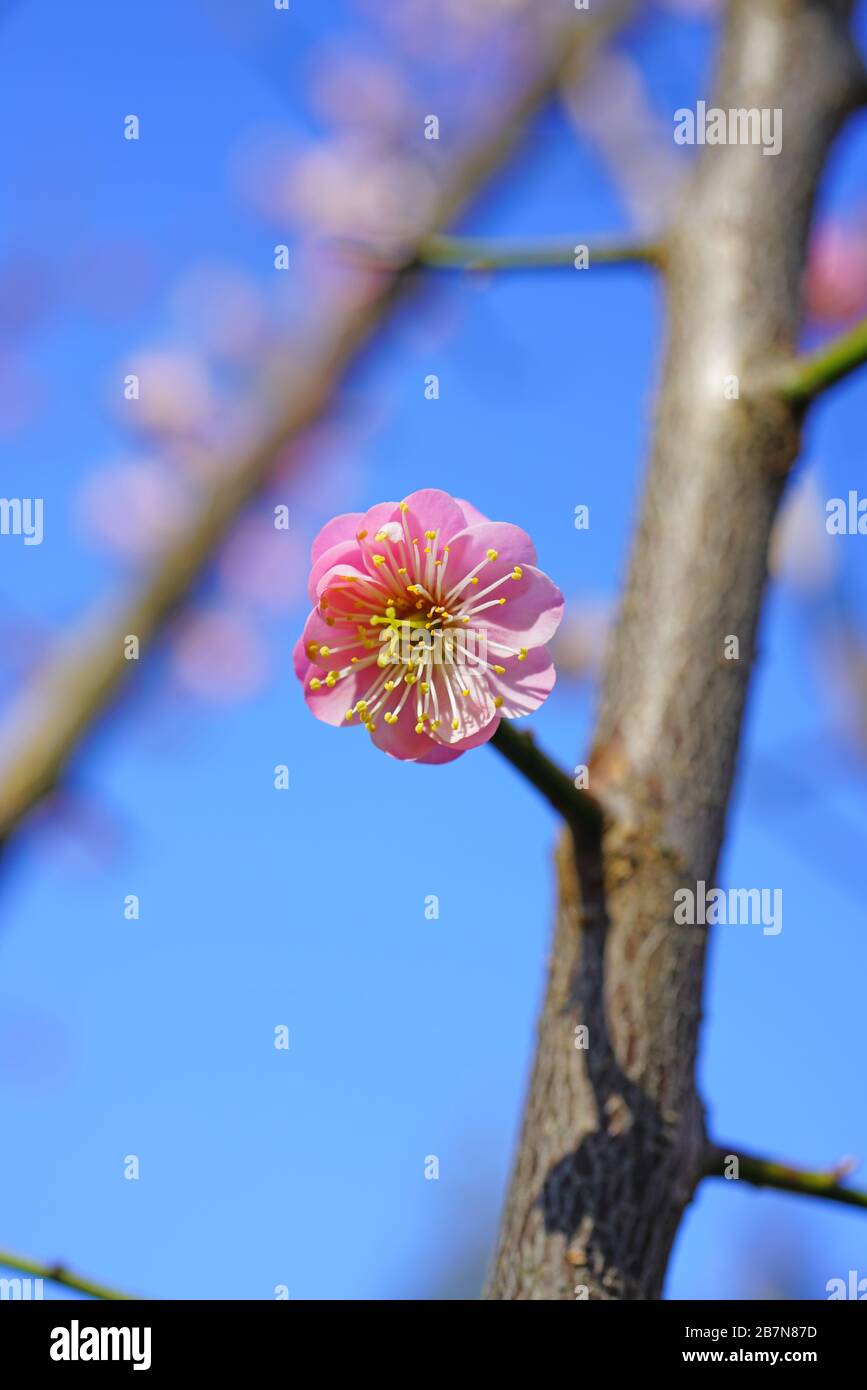 Pink flower blooms of the Japanese ume apricot tree, prunus mume Stock ...