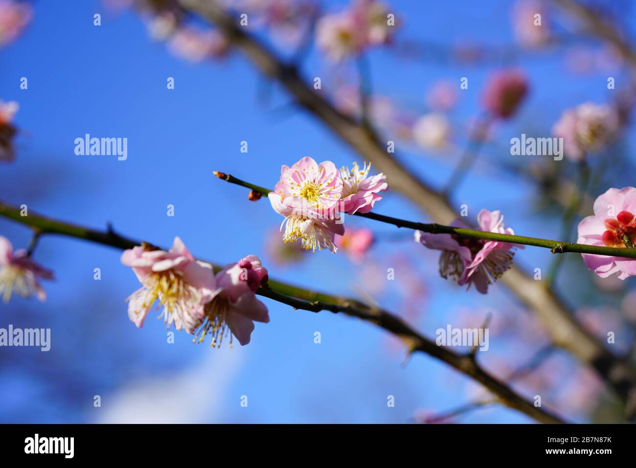 Pink flower blooms of the Japanese ume apricot tree, prunus mume Stock ...