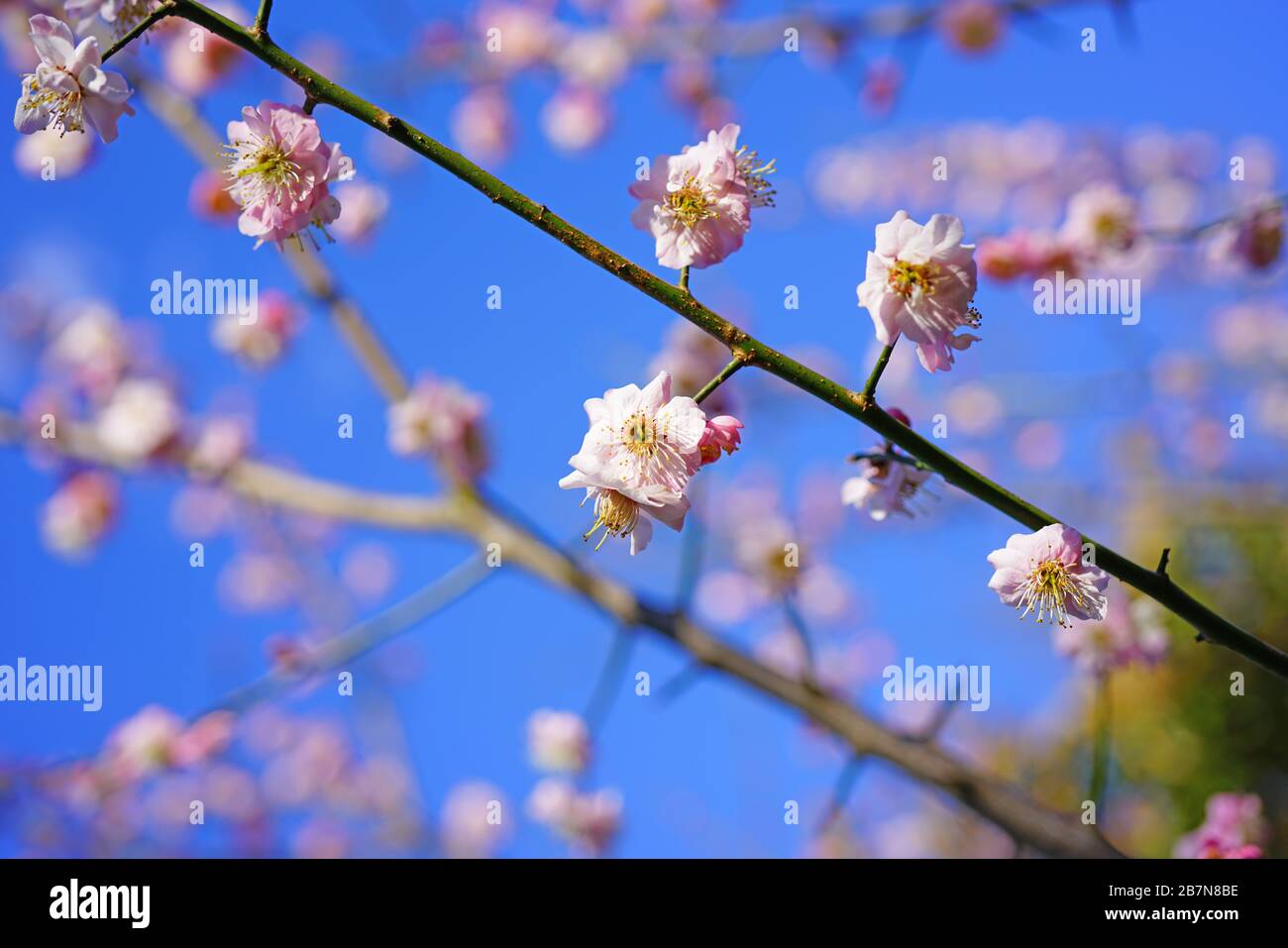 Pink flower blooms of the Japanese ume apricot tree, prunus mume Stock ...