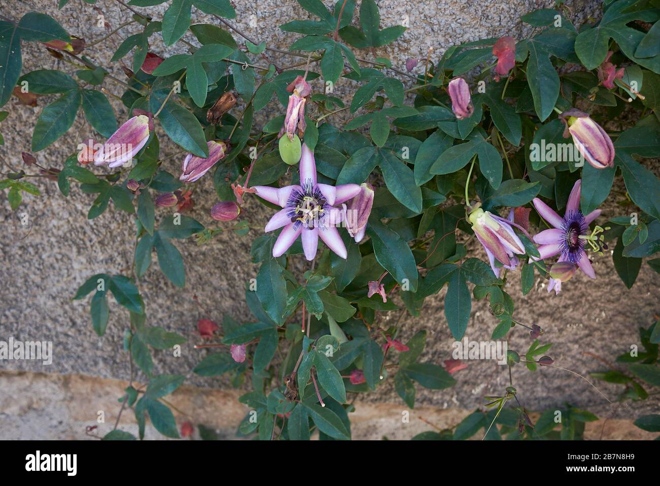Blue passion flower passiflora caerulea in the garden hi-res stock ...