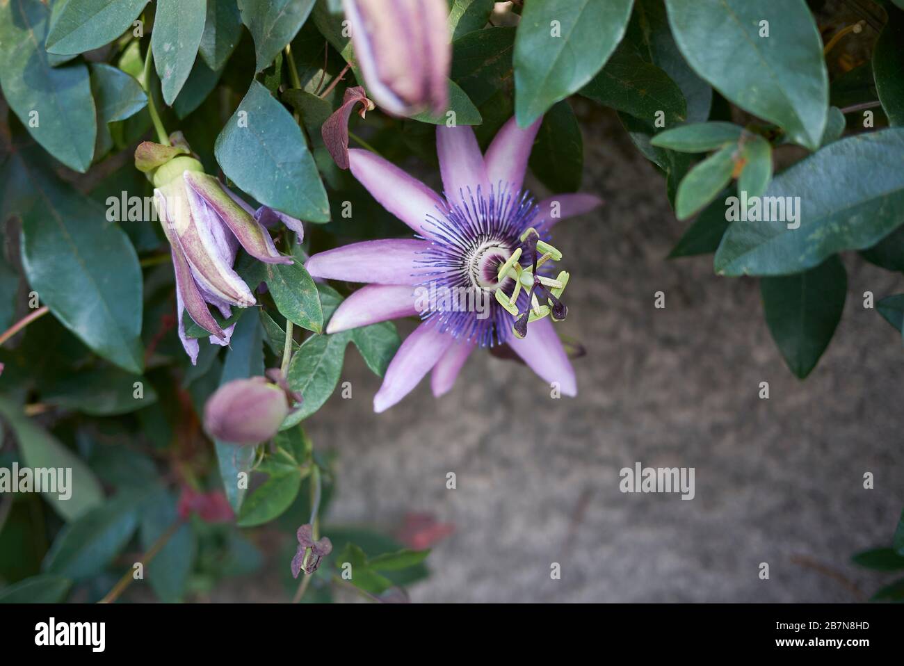 Blue passion flower passiflora caerulea in the garden hi-res stock ...