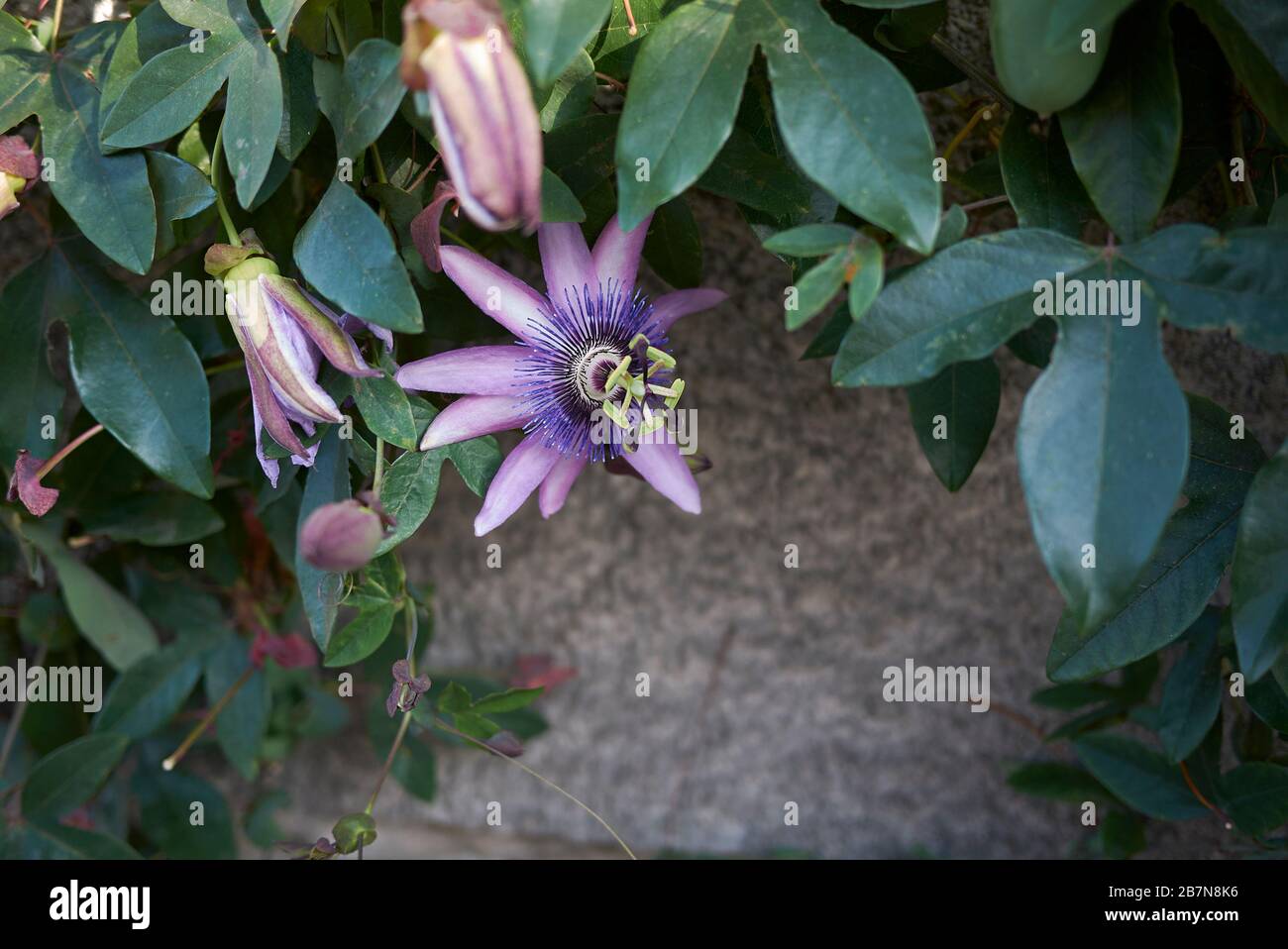 Blue passion flower passiflora caerulea in garden hi-res stock ...