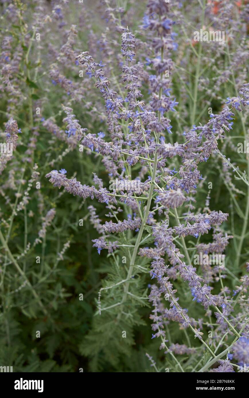 Perovskia High Resolution Stock Photography and Images - Alamy