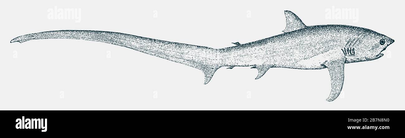 Thresher Shark Skeleton