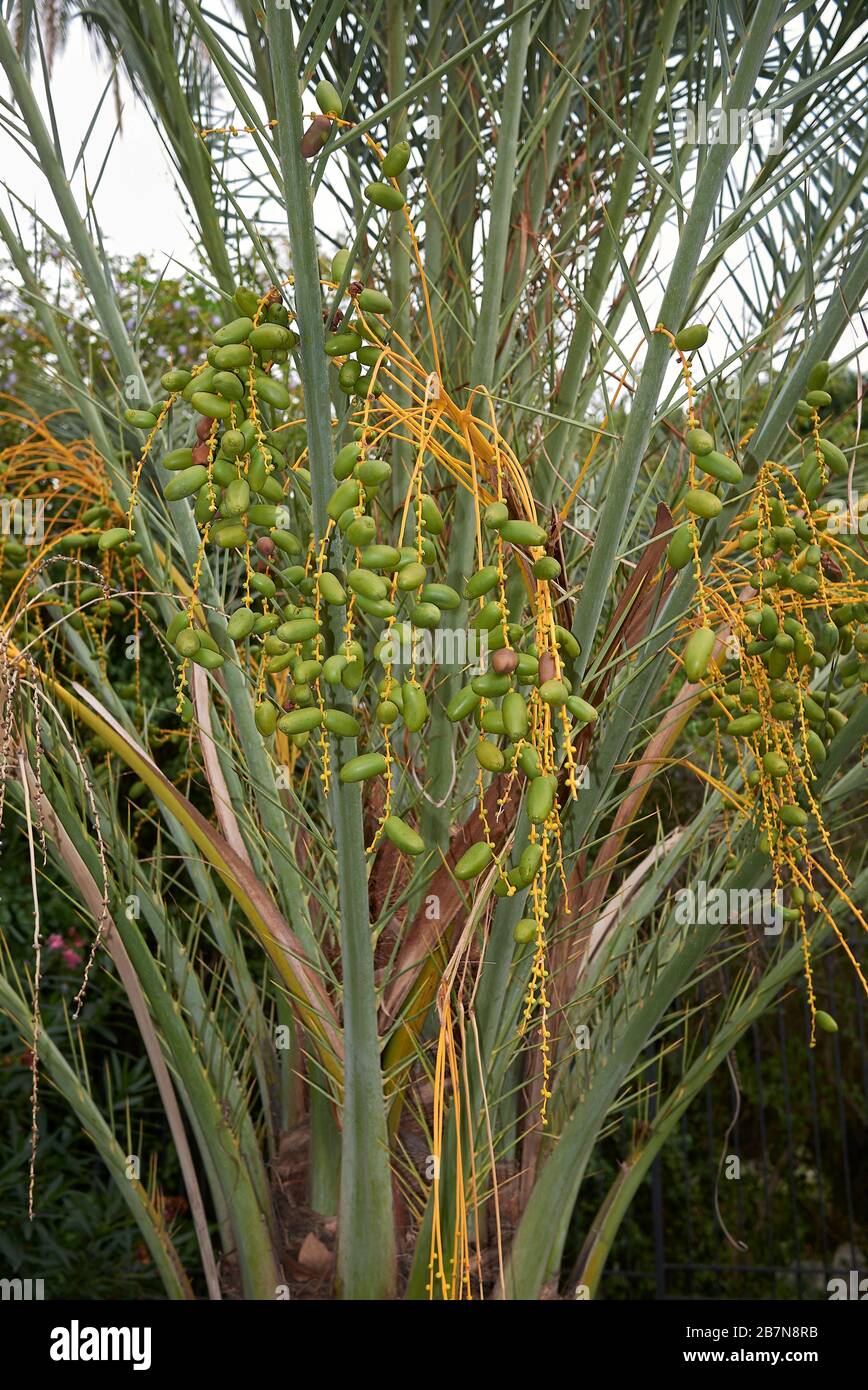 Phoenix cluster hi-res stock photography and images - Alamy