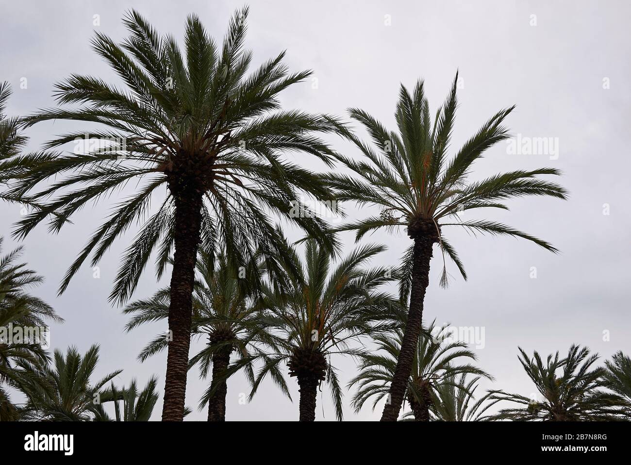 Phoenix cluster hi-res stock photography and images - Alamy