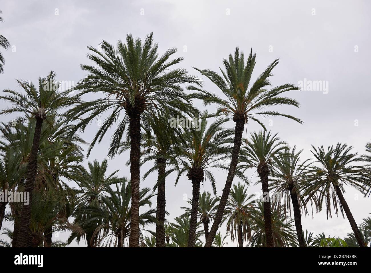 Phoenix cluster hi-res stock photography and images - Alamy