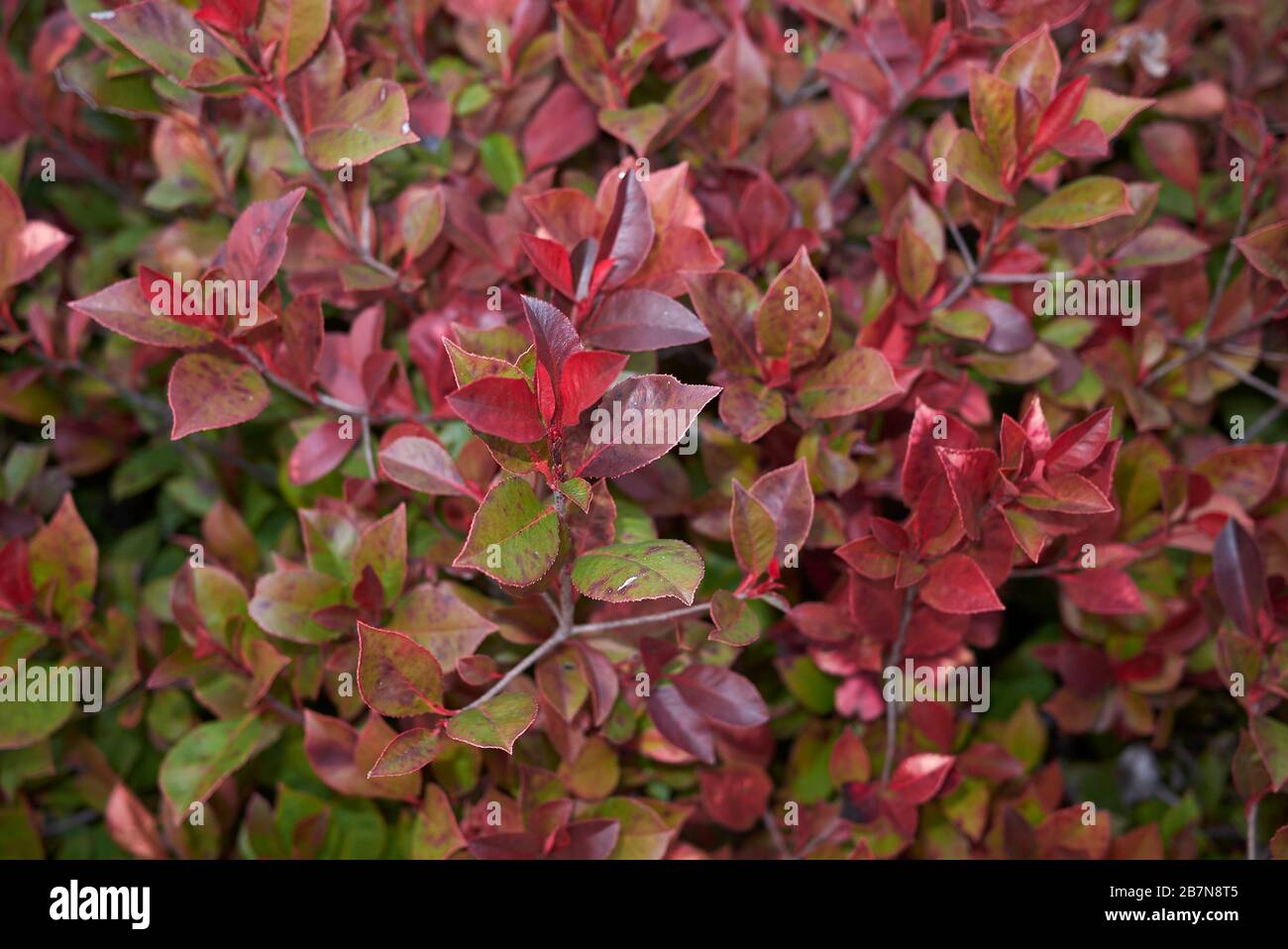 Photinia little red robin Stock Photo - Alamy