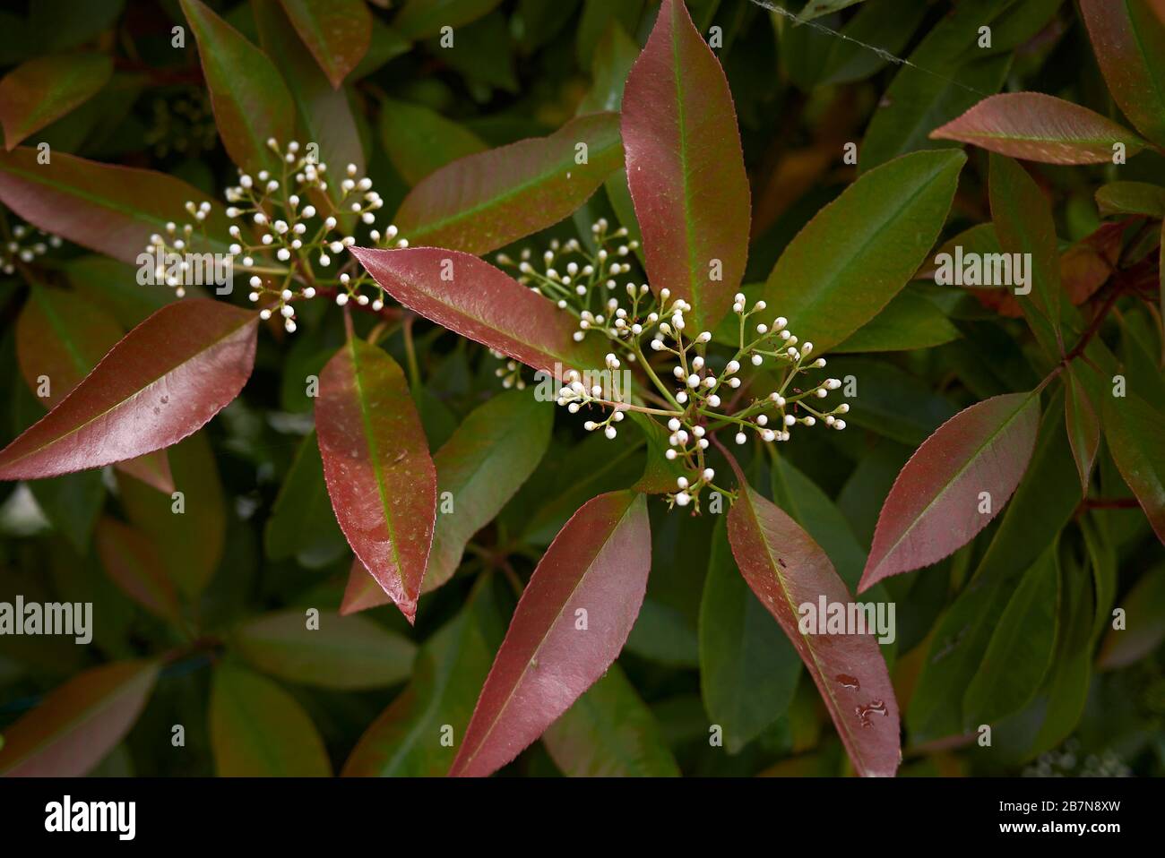 Photinia in bloom hi-res stock photography and images - Alamy