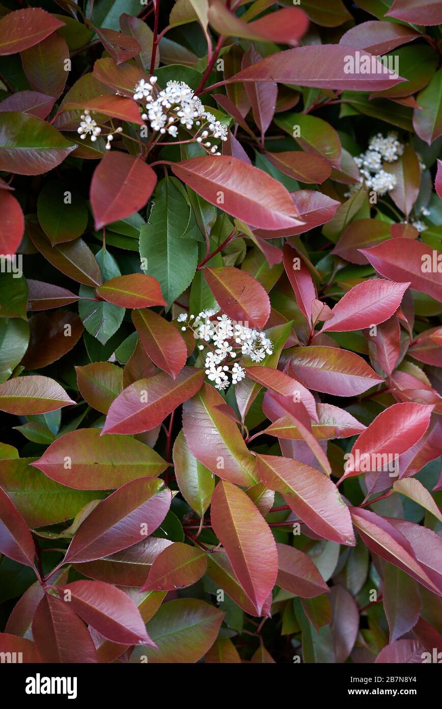 Photinia shrub hi-res stock photography and images - Alamy