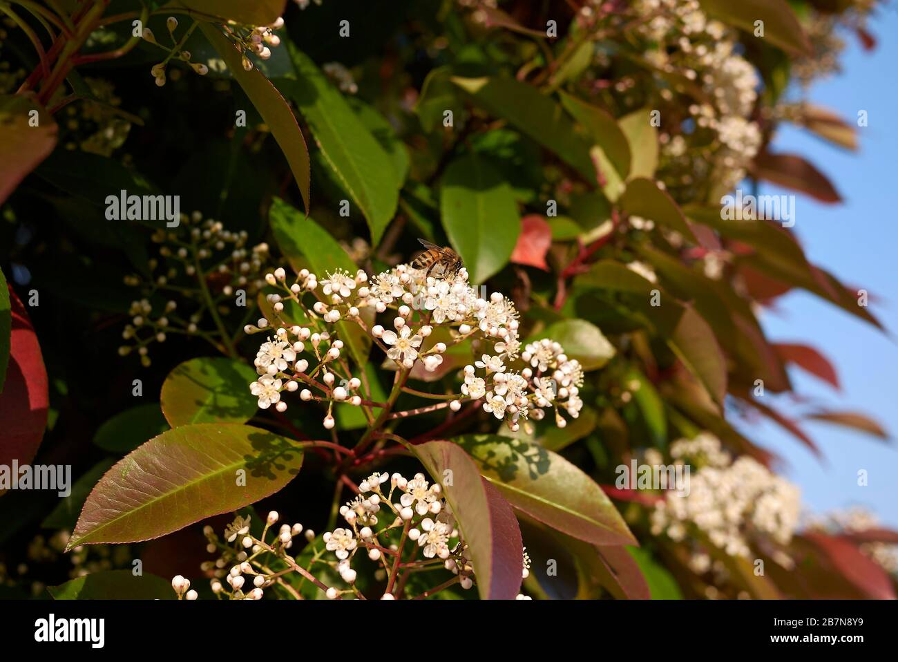 Photinia shrub hi-res stock photography and images - Alamy