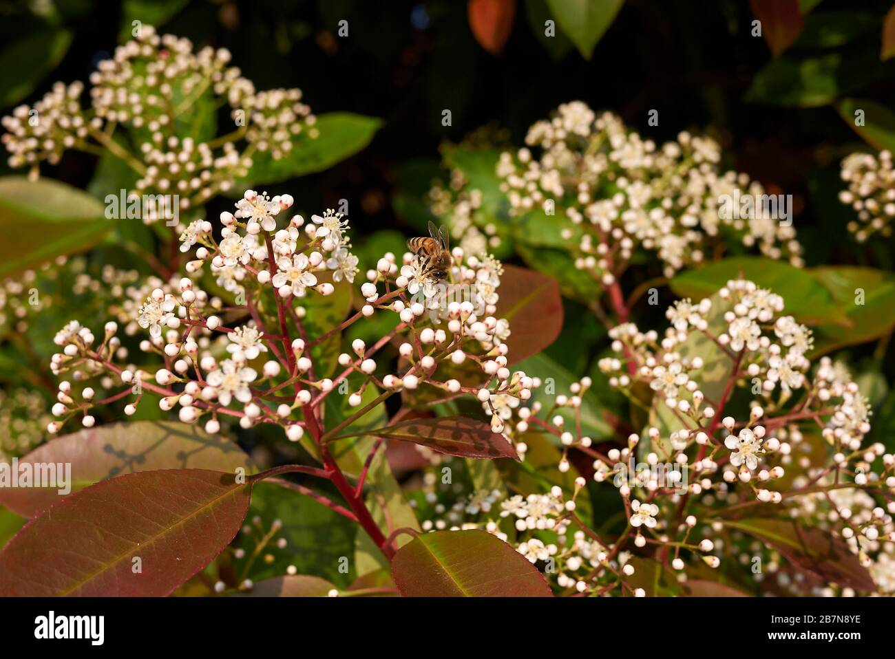 Japanese photinia hi-res stock photography and images - Alamy