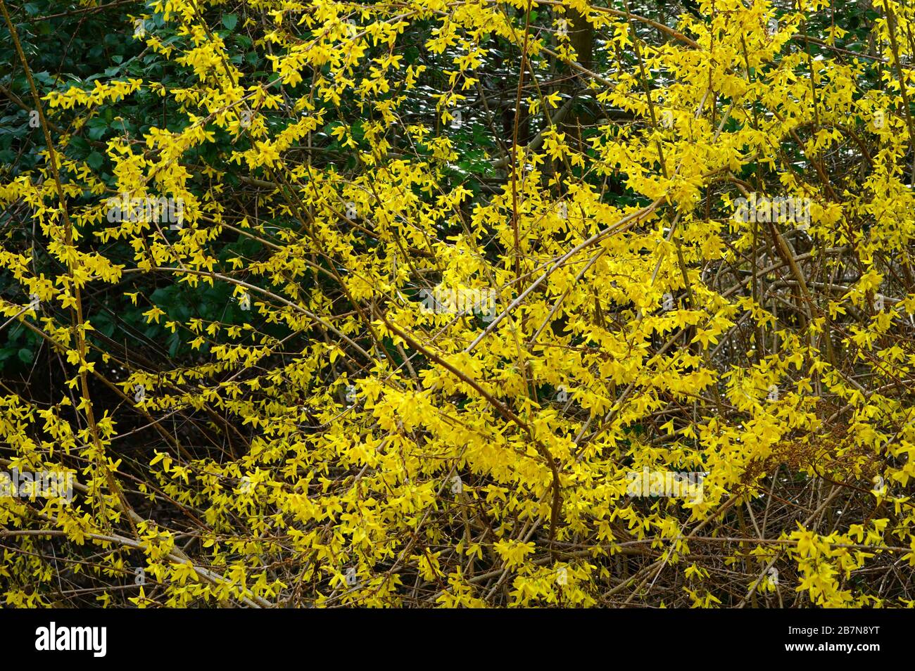 Yellow branches of forsythia flowers in bloom in the spring Stock Photo ...