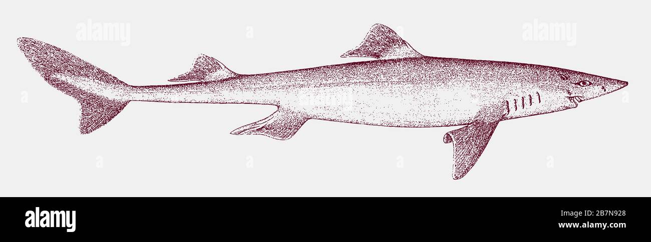 Endangered spiny dogfish, squalus acanthias, a shark found in shallow ...