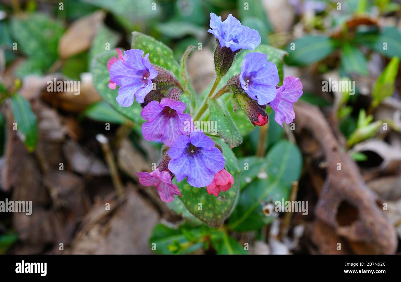 Pulmonaria lungwort blue flowers in hi-res stock photography and images ...