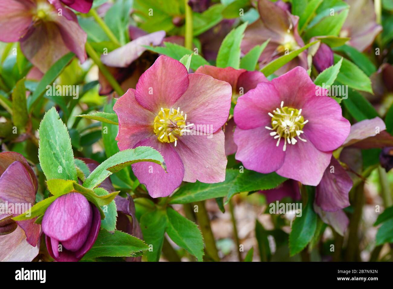 Purple hellebore flower of the helleborus hybridus (Christmas or Lenten ...
