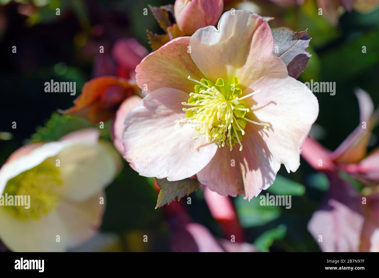 Freshly picked purple hellebore flowers (helleborus hybridus), also ...
