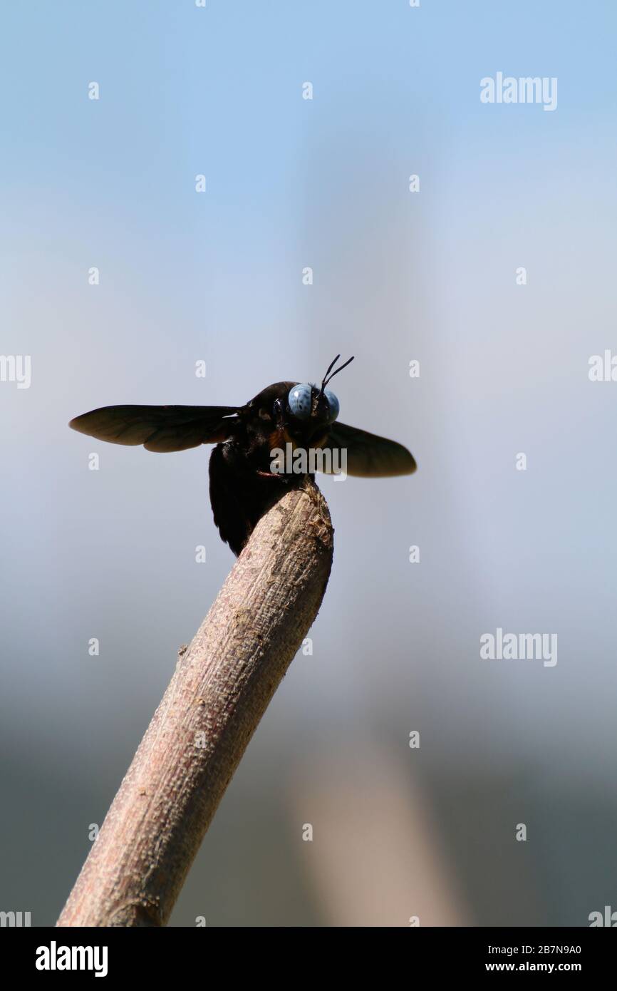 Insect black flying Stock Photo - Alamy