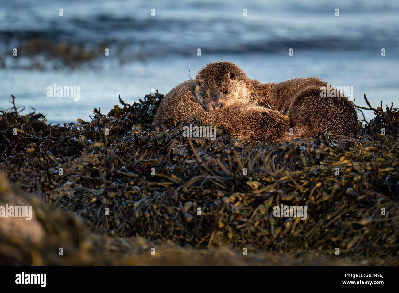 Sea otter sleeping on bed of seaweed hi-res stock photography and ...