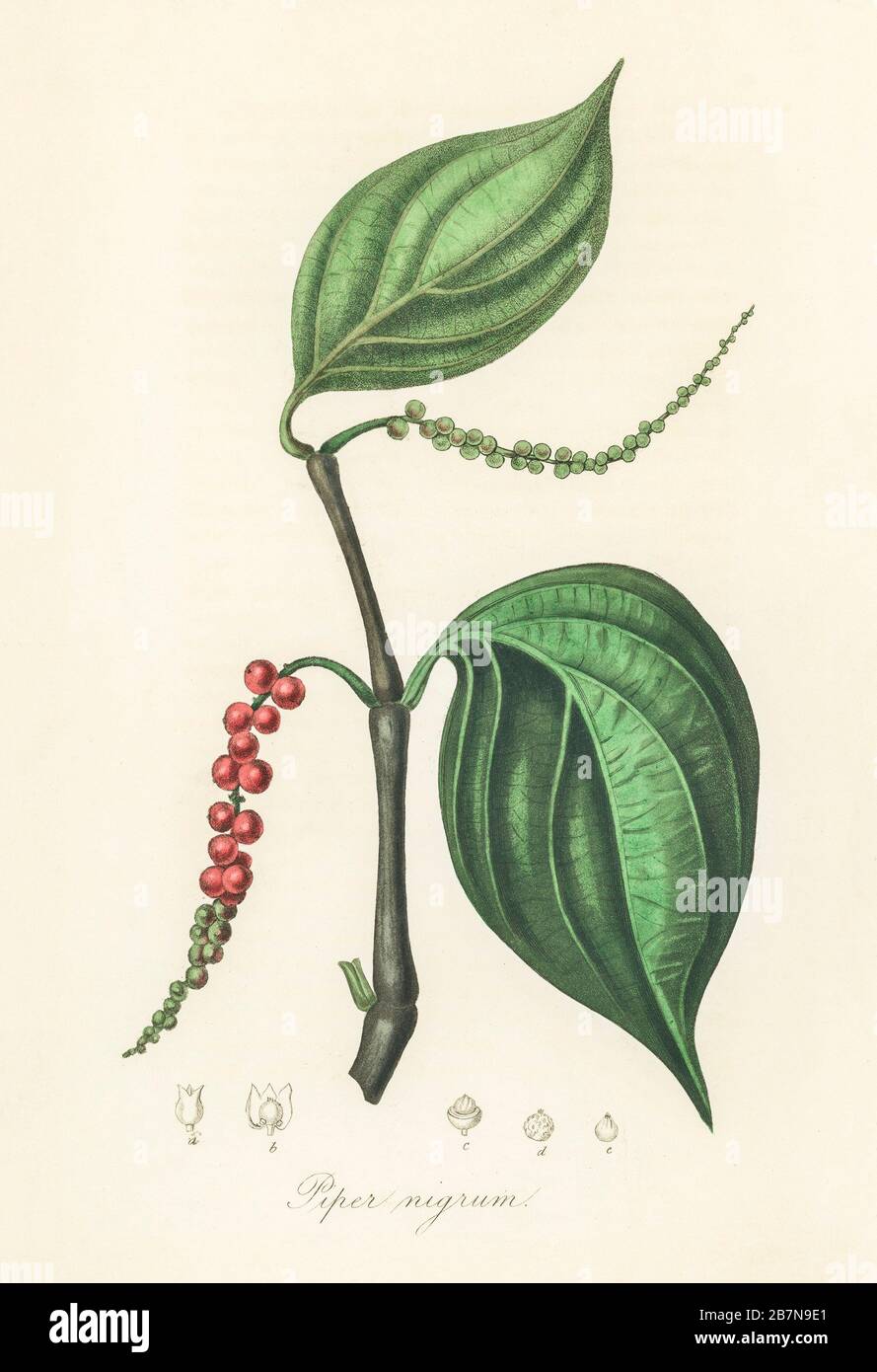 Black Pepper Botanical Illustration High Resolution Stock Photography ...