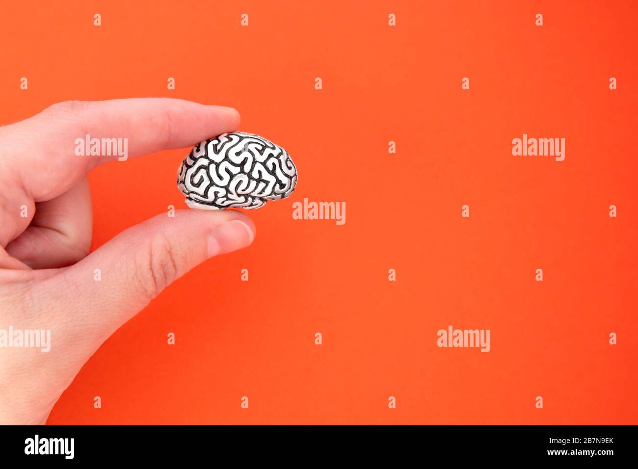 Female anatomy model hi-res stock photography and images - Alamy